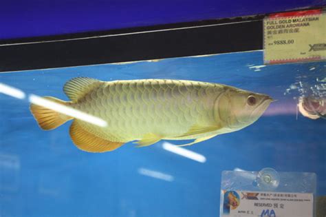 Penang Chew Thean Yang Shop Advanced Hobbyist Genetic Breeding