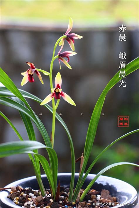 兰花建兰赤诚介绍 绿兰兰花介绍 赤诚兰花 大山谷图库