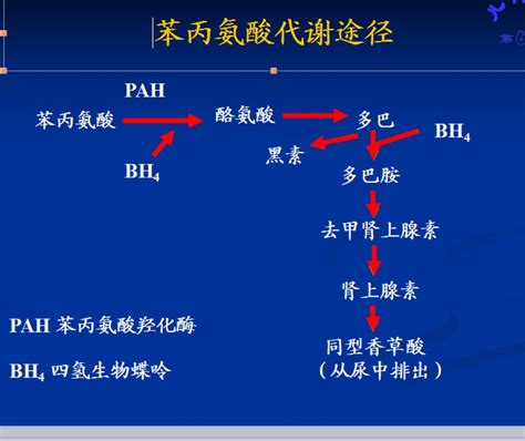 苯丙酮尿症的发病机制 京东健康