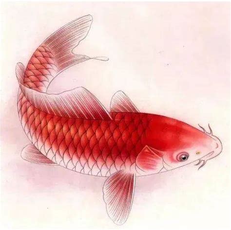 图文教程 工笔画红色鲤鱼的着色绘画步骤教程 鱼鳞 藤黄 腹部