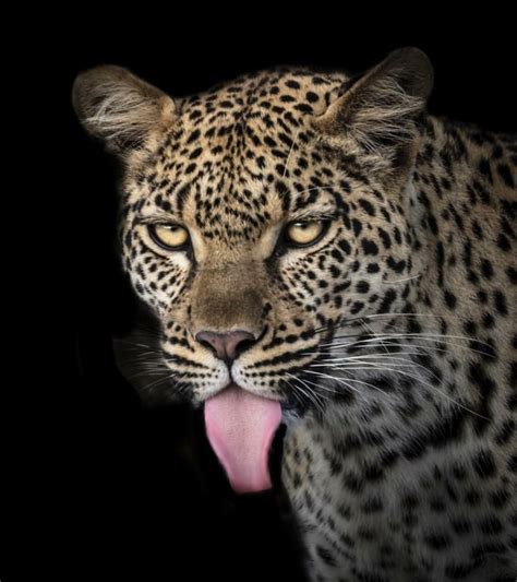 Леопард гепард ягуар фото и картинки 62 штук