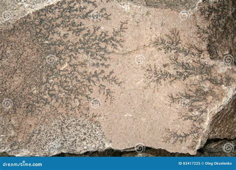 Fossil Plant The Imprint Of A Prehistoric Leaf On The Stone Stock