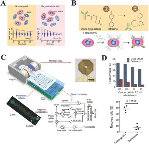 a principle of ctc detection based on μnmr system ctcs tagged with