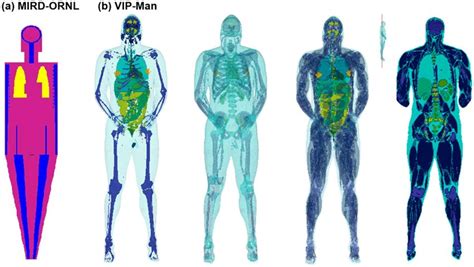 Computational Phantoms For Radiation Dosimetry A Stylized Mird Ornl Download Scientific