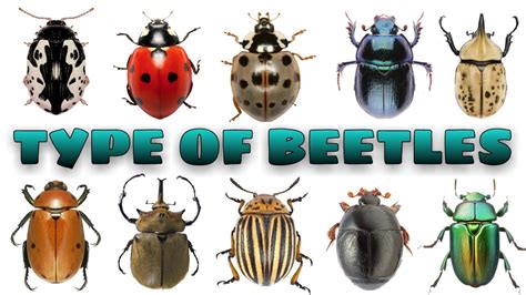 Different Types Of Beetles And Their Names At Blake Corlis Blog