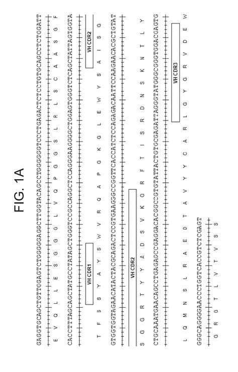 Binding Molecules Specific For Cd73 And Uses Thereof Eureka Patsnap
