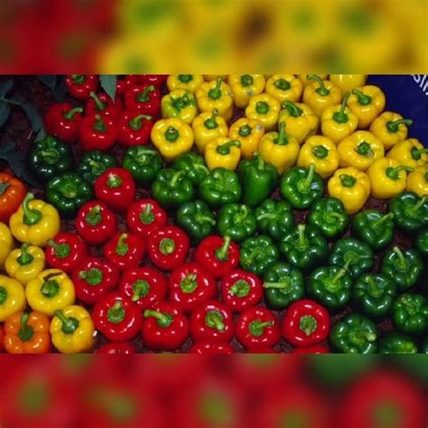فوائد واضرار اكل الفلفل الحلوfood اكسبلور Youtube