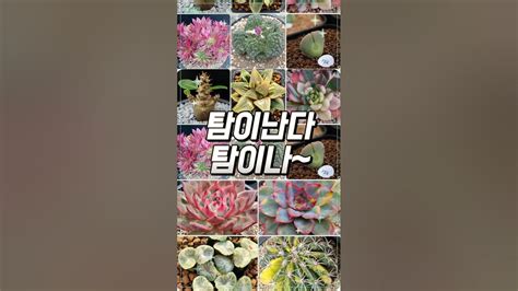 탐이나는 다육 다육이 다육식물 다육이들 다육화분 Cactus 반려식물 식물 초보다육이 예쁜다육 코노피튬 에케베리아 하월시아 아프리카식물 선인장
