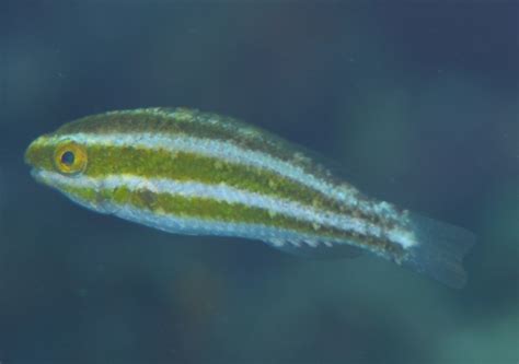 魚類一覧WEB生物図鑑