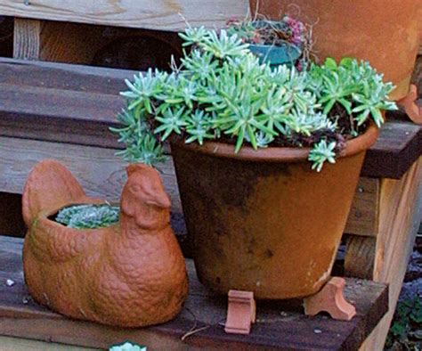 Cold Weather Combinations For Fall Containers Fine Gardening