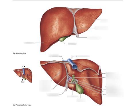 Chapter 27 Labeling Image 2 Diagram Quizlet