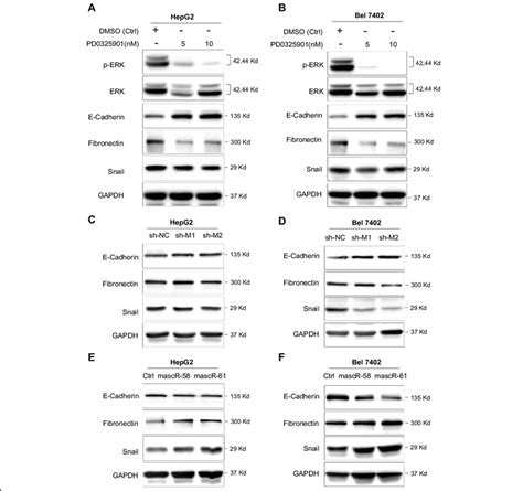 Mascrna And Malat1 Regulate Metastasis Genes Through Erkmapk Download Scientific Diagram