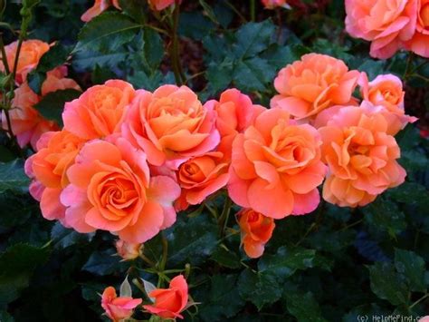 Disneyland Rose Rose Photo Beautiful Roses Rose Beautiful Flowers