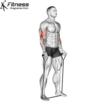 Bicep Tricep Workout Routine Created By Annie Chisca