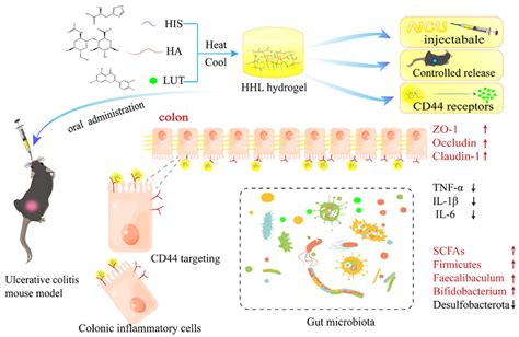 Schematic Diagram Of Hhl Hydrogel Preparation And Application In Download Scientific Diagram