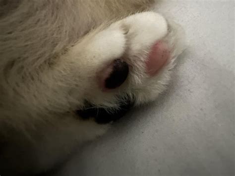 Multi Colored Toe Beans 🫘 Ying Yang Rjellybeantoes