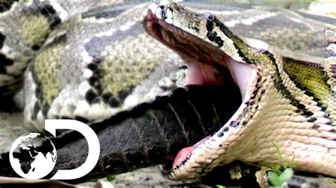 King Cobra Eating Human