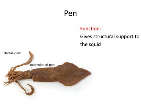 Ppt Squid Dissection Powerpoint Presentation Id2521473