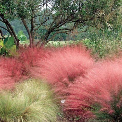 Buy Pink Muhly Grass Online Garden Goods Direct