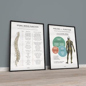 Spinal Nerve Function Chart Etsy