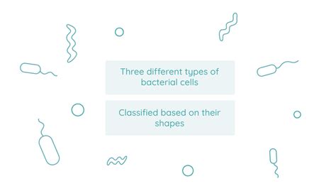 Structure Of A Bacteria