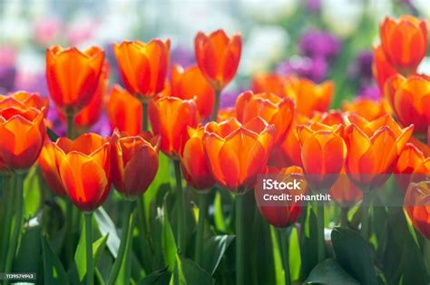 엽서 아름다움 장식과 농업 개념 디자인에 대 한 겨울 또는 봄 날에 튤립 필드에 녹색 잎 배경으로 튤립 꽃 0명에 대한 스톡 사진 및 기타 이미지 Istock