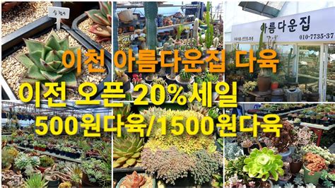 이천 아름다운집다육💕이전 오픈 20세일~500원1500원다육 이천다육 20세일 500원다육 1500원다육 매장이전