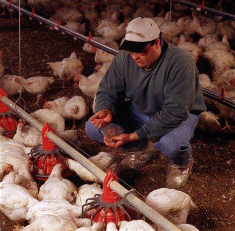 Poultry Research And Technology