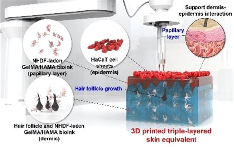 Dermis Papillary Layer