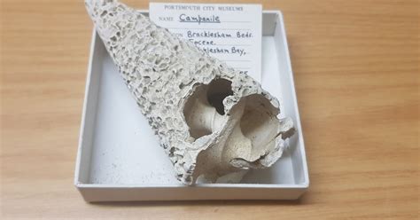 A Fantastic Gastropod Fossil From Portsmouths Natural History Museum