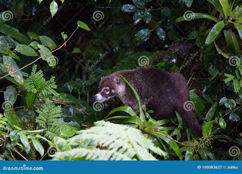 Wild White Nosed Coati In Rainforest Stock Image Image Of Rica Lush