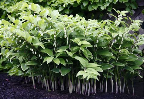 Polygonatum Multiflorum Variegatum Perennials Plants Outdoor Gardens