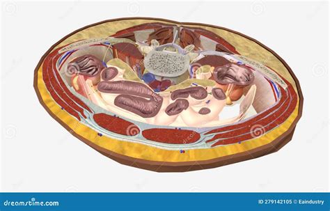The Lumbosacral Joint The Vertebral Column Transitions From The Lumbar Spine To The Sacral