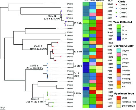 Maximum Likelihood Phylogenetic Tree Based On Core Genome Download Scientific Diagram