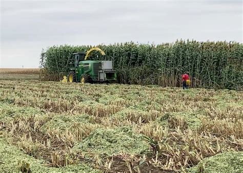 Exploring New Sorghum Cultivars Potential As Forage For Upper Midwest