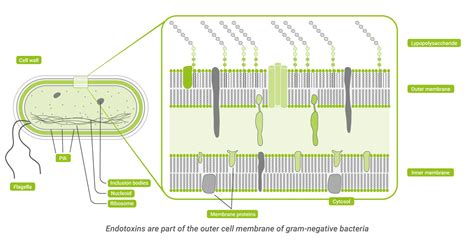 Bacterial Cell Endotoxins