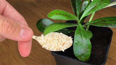 1 Чайная ложечка под любой домашний цветок и пышное цветение вам обеспечено Цветет замечательно