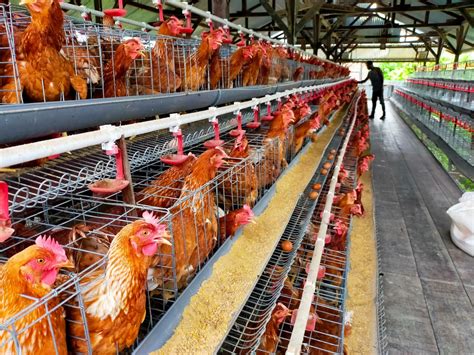 Soy Excellence Center Energy Utilization In Poultry Challenges And Opportunities