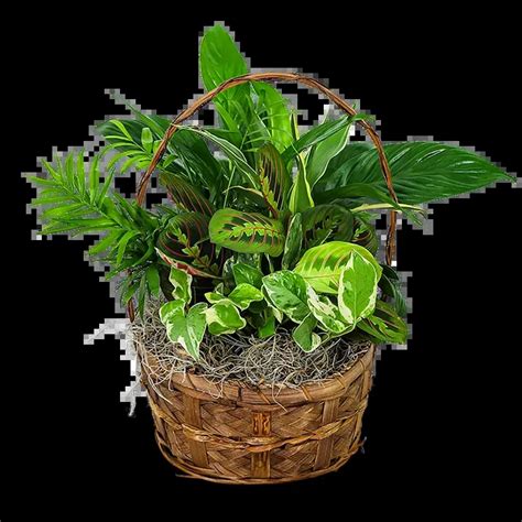 Evergreen Oasis Dish Garden