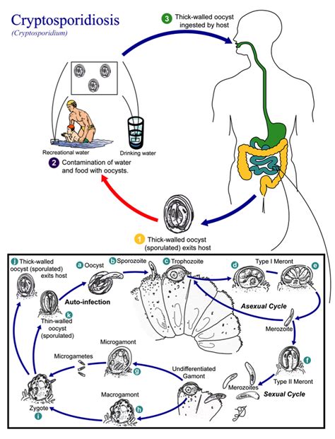 Outline Of The Cryptosporidium Parvum Life Cycle Adapted