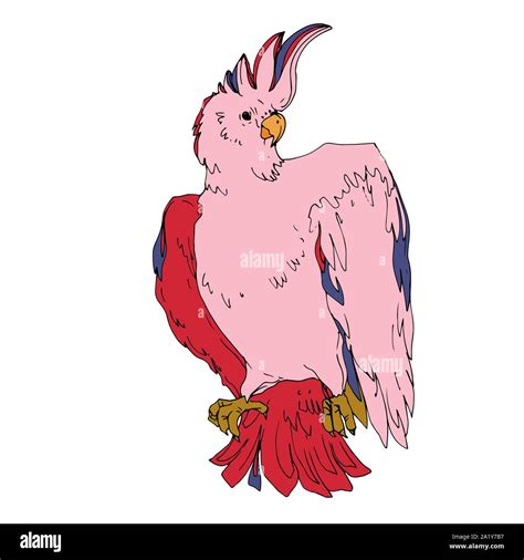 Vector Sky Bird Cockatoo In A Wildlife Isolated Wild Freedom Bird