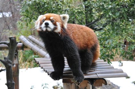 Red Pandas Flashcards Quizlet