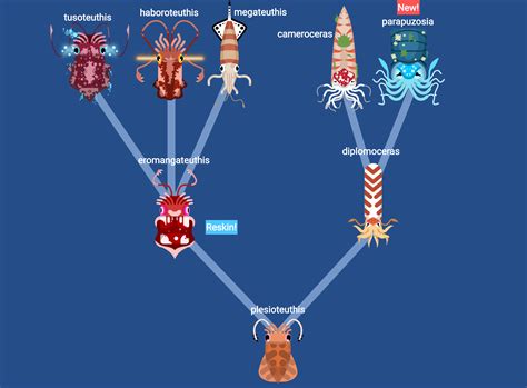 Evolutionary Tree Of Prehistoric Squid Rdeeeepio