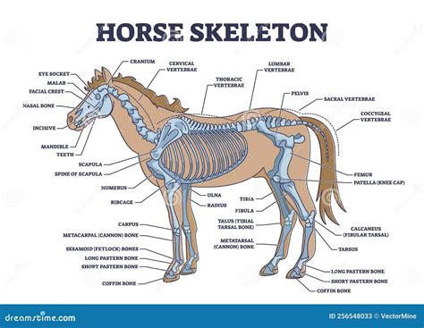 Horse Skeleton With Animal Skeletal System And Bone Anatomy Outline