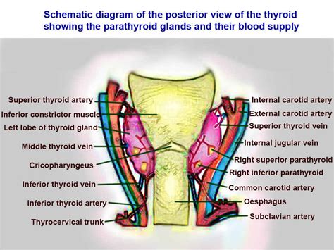 The Anatomy Of Neck Throat And Thyroid
