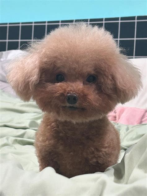 我好怕我有一天成為一天到晚誇自己小孩好可愛的媽媽喔⋯⋯ 有時候看人家一直說自己的小孩很可愛 但真的覺得還好啊😅 我的妞妞超可愛的😍😍🤪 這隻可愛的狗寶貝叫妞妞