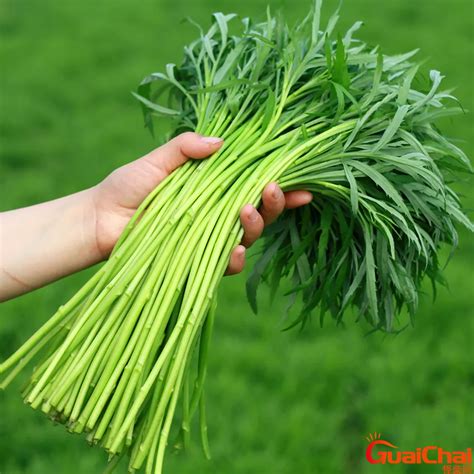 藜蒿是什么藜蒿的功效与作用