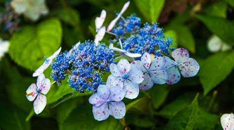 How To Plant Grow And Care For Hydrangea Macrophylla