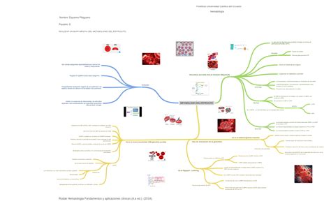 Metabolismo Del Eritrocito Image Image Image Image Image