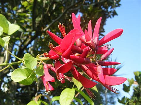 莿桐の花 珍的家部落格 nidBox親子盒子